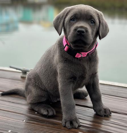 Silver Lab Puppies